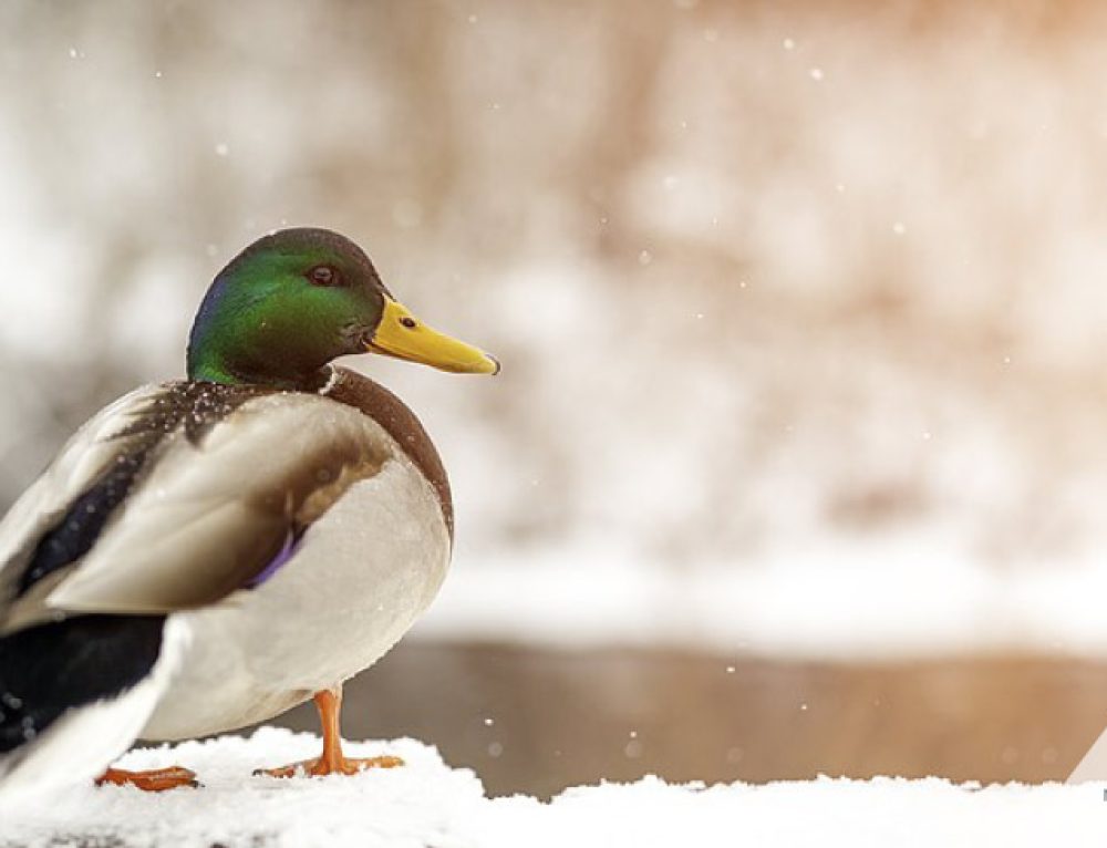 How to Turn Off Clutter in Outlook / Office 365 • Messaging Architects